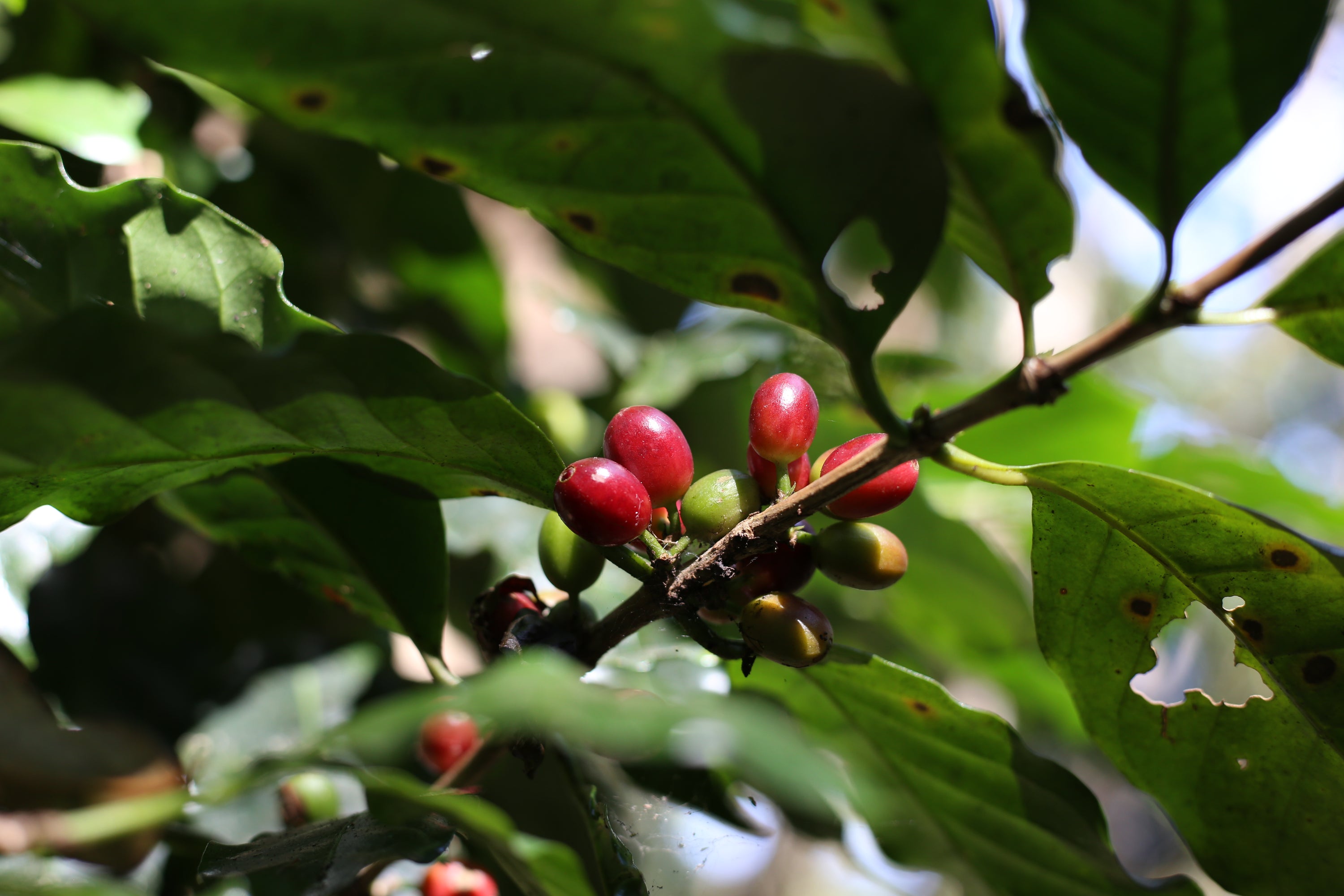 Days Coffee Roaster Online Shop